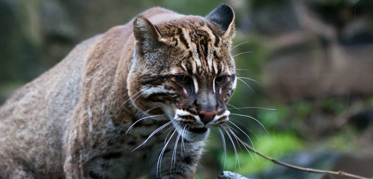 The Asiatic Cat Found in Six Different Colours in Arunachal Pradesh