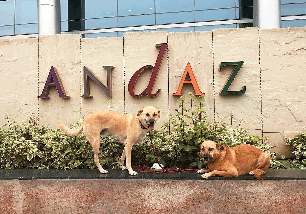 Andaz Hyatt Logo