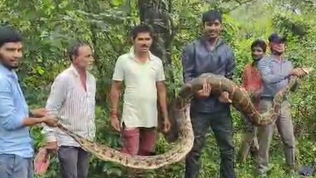 Video | ನಾಯಿ ನುಂಗಿದ ಹೆಬ್ಬಾವು: ರಕ್ಷಿಸಿ ಕಾಡಿಗೆ ಬಿಟ್ಟ ಜನರು