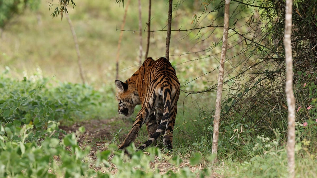 ಬಂಡೀಪುರ: ಮದ್ದೂರು ವಲಯದಲ್ಲಿ ಗಂಡು ಹುಲಿ ಸಾವು
