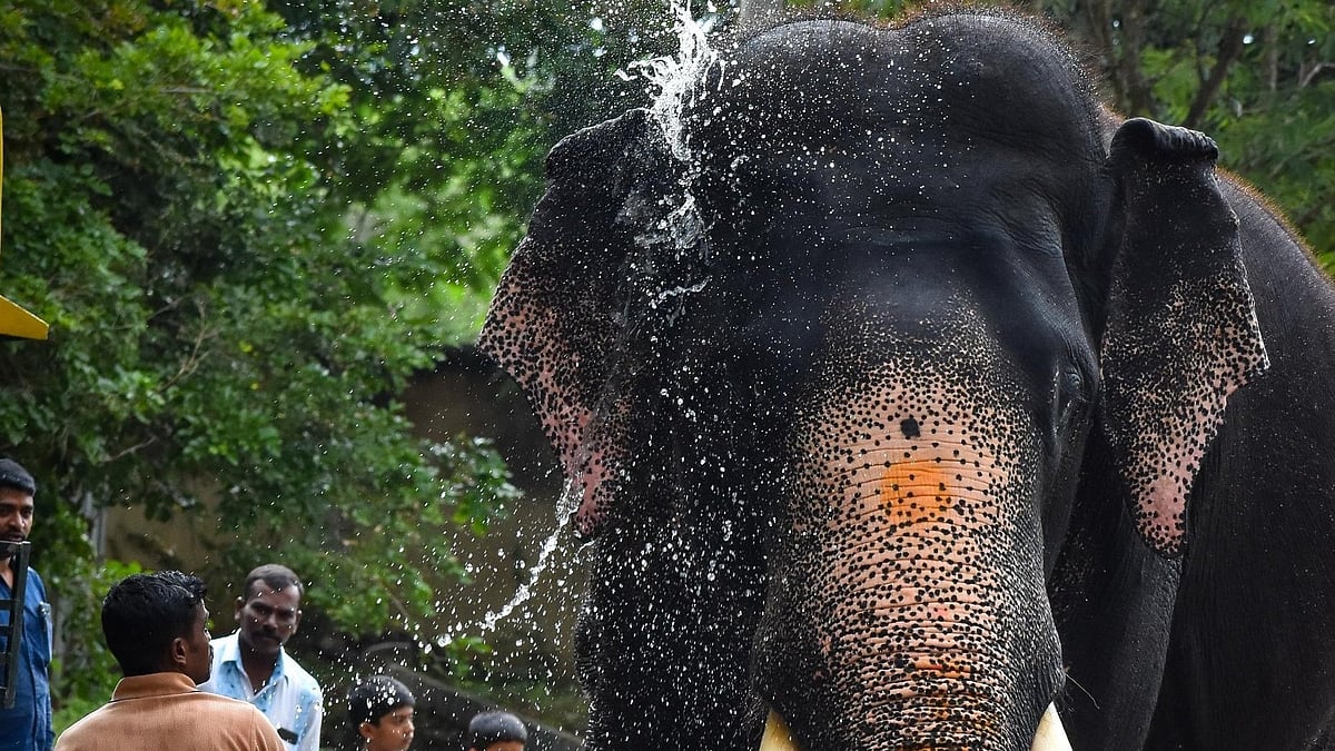 Mysore Arjuna Elephant Death: Mysuru Dasara Elephant Death News