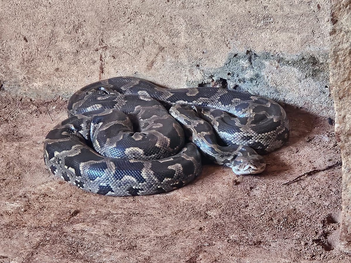 ಇಟ್ಟಿಗೆ ಕಾರ್ಖಾನೆಯಲ್ಲಿದ್ದ ಹೆಬ್ಬಾವು ರಕ್ಷಣೆ