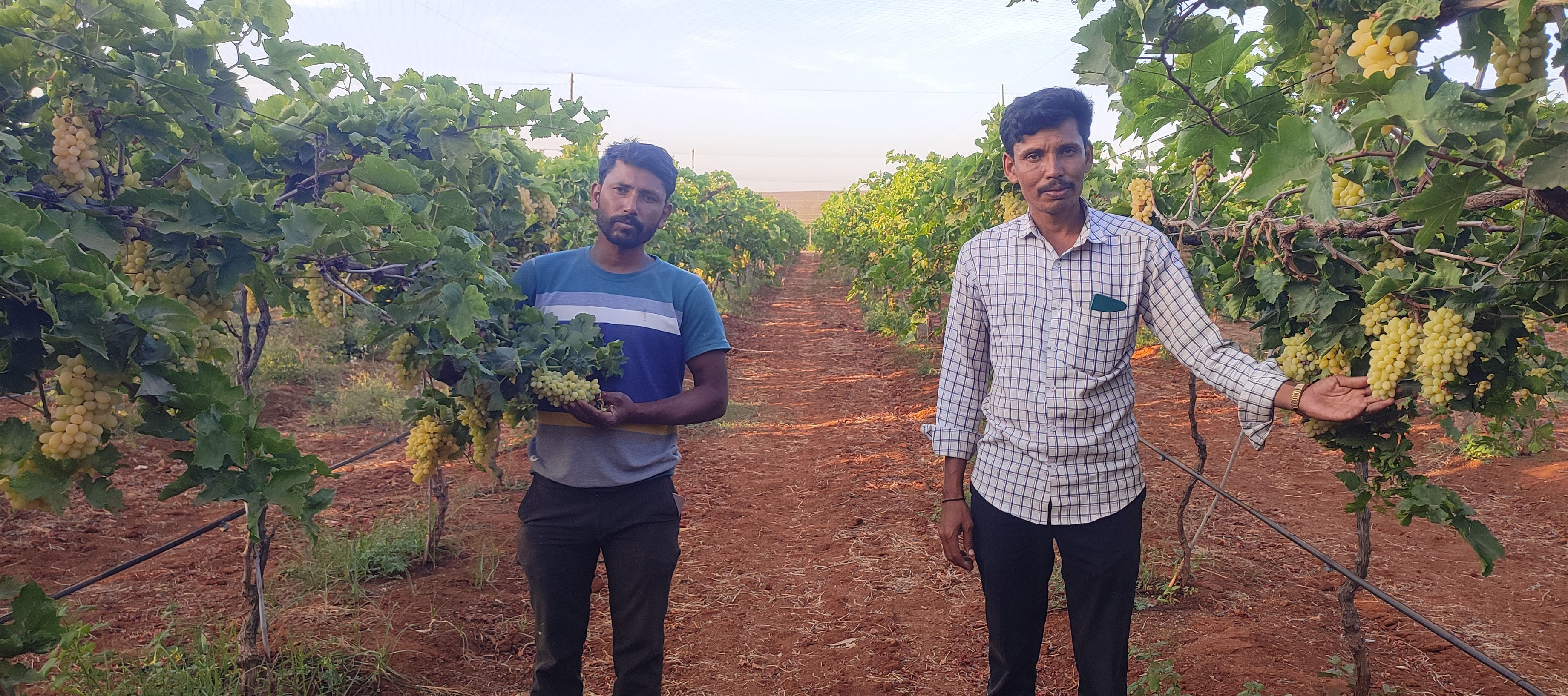 ಗಜೇಂದ್ರಗಡ | ದ್ರಾಕ್ಷಿ ಬೆಳೆಯಿಂದ ಉತ್ತಮ ಲಾಭ