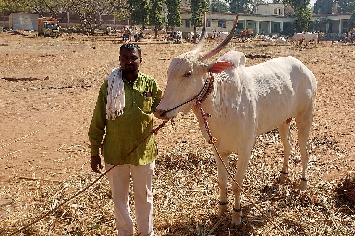 ಬಾದಾಮಿ: ₹ 21 ಲಕ್ಷ ಮೌಲ್ಯದ ಹೋರಿ