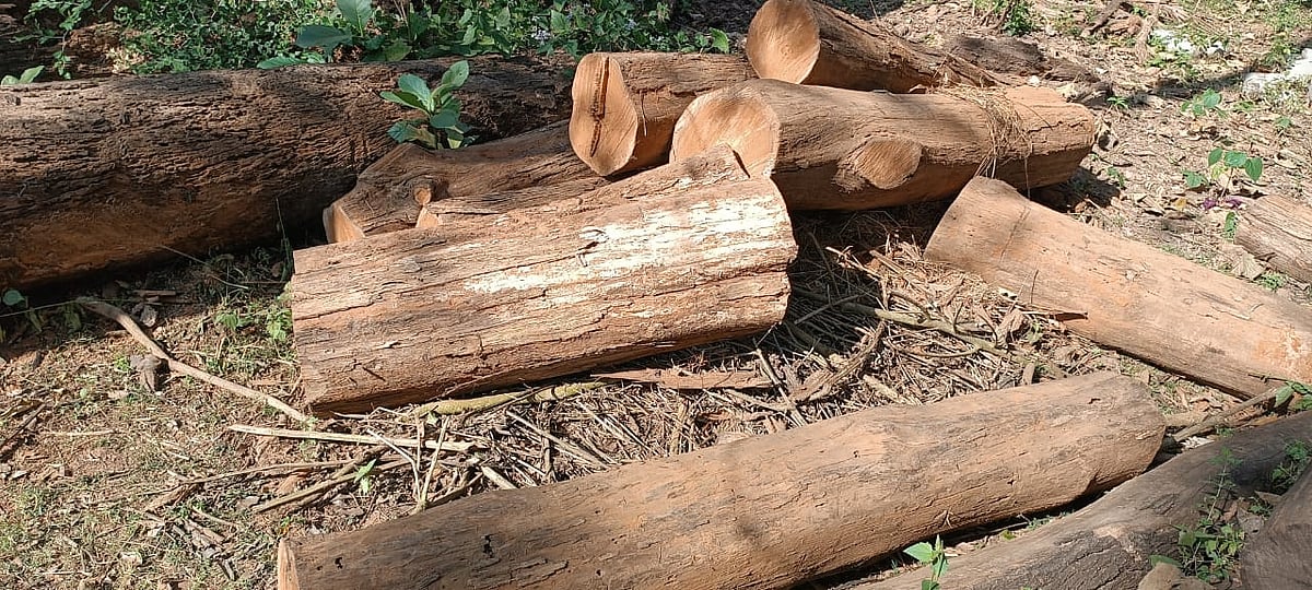 ರಿಪ್ಪನ್‌ಪೇಟೆ | ಸಾಗುವಾನಿ ಮರ ಅಕ್ರಮ ಕಡಿತಲೆ; 11 ಜನರ ಮೇಲೆ ಪ್ರಕರಣ