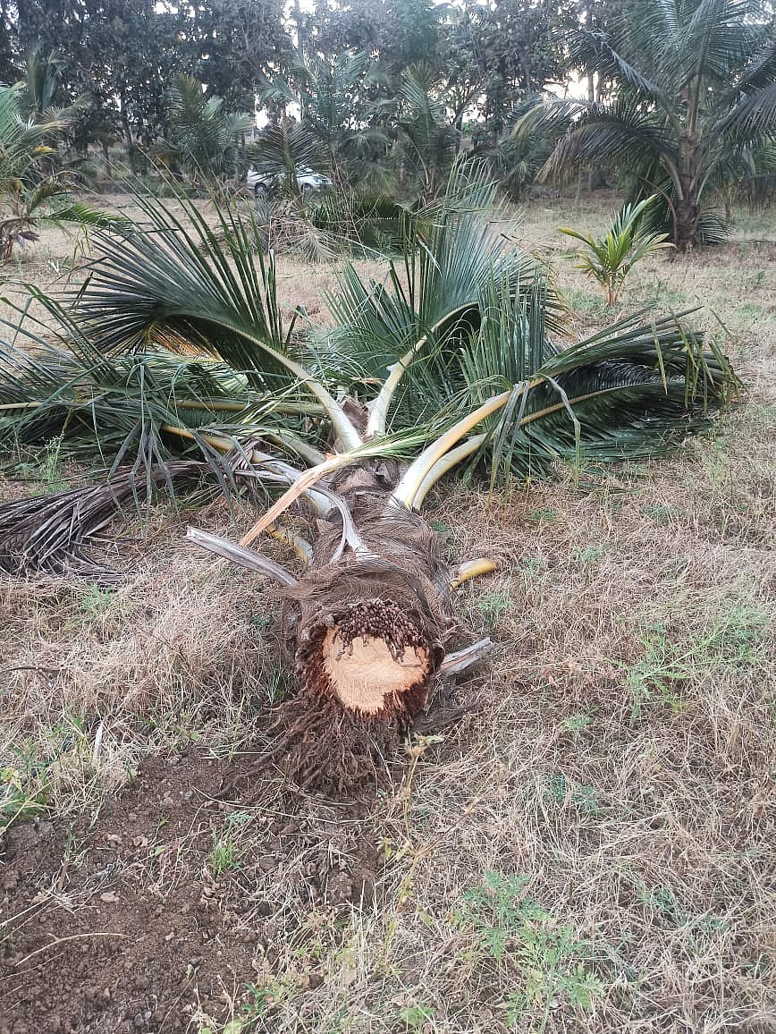 ಕನಕಪುರ: ಕಾಡಾನೆ ದಾಳಿ ತಡೆಗೆ ರೈತರ ಒತ್ತಾಯ