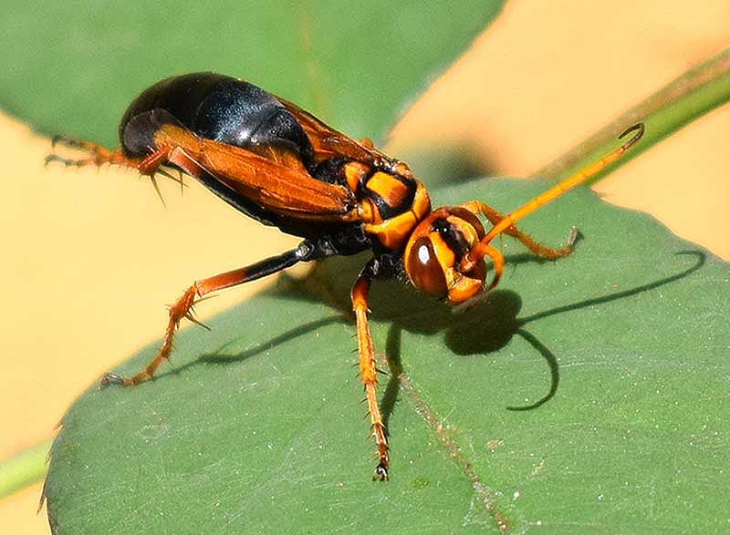 ಕಣಜಗಳ ವಿಸ್ಮಯ ಲೋಕ