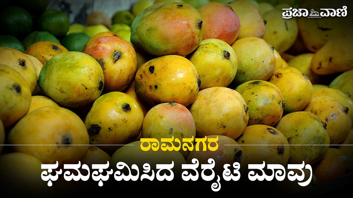 ವಿಡಿಯೊ – ರಾಮನಗರದಲ್ಲಿ ಘಮಘಮಿಸಿದ ವೆರೈಟಿ ಮಾವು