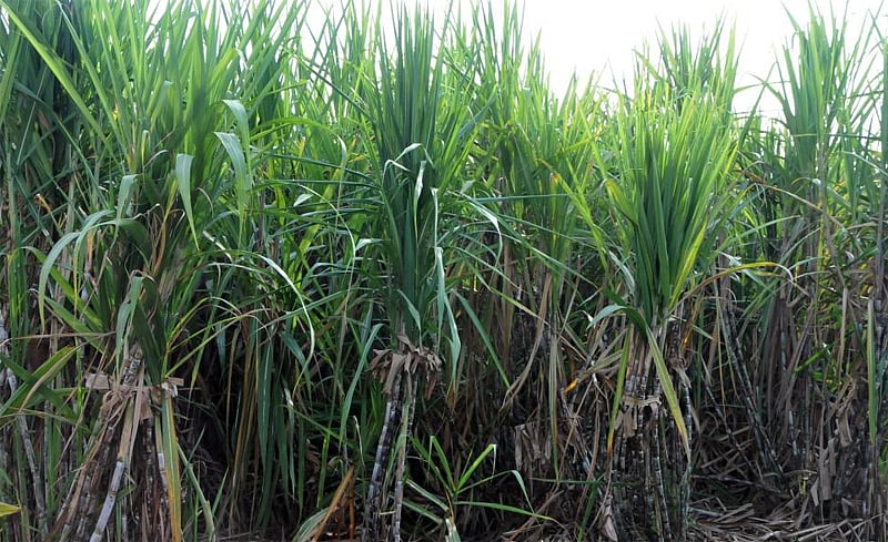 ವಿಧಾನಸೌಧದಲ್ಲಿ ಕಬ್ಬಿನ ದರ ನಿಗದಿ ಸಭೆ: ಗದ್ದಲದಲ್ಲೇ ಅಂತ್ಯ