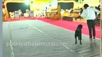 A dog show was held in Coimbatore.Prizes were awarded to the best dogs ...