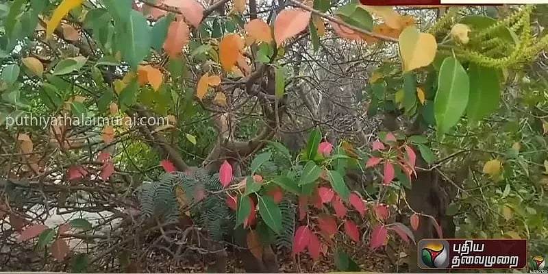 நிறங்கள் மாறும் தில்லை மரம்.. ஆர்வமுடன் பார்த்து செல்லும் சுற்றுலா பயணிகள்