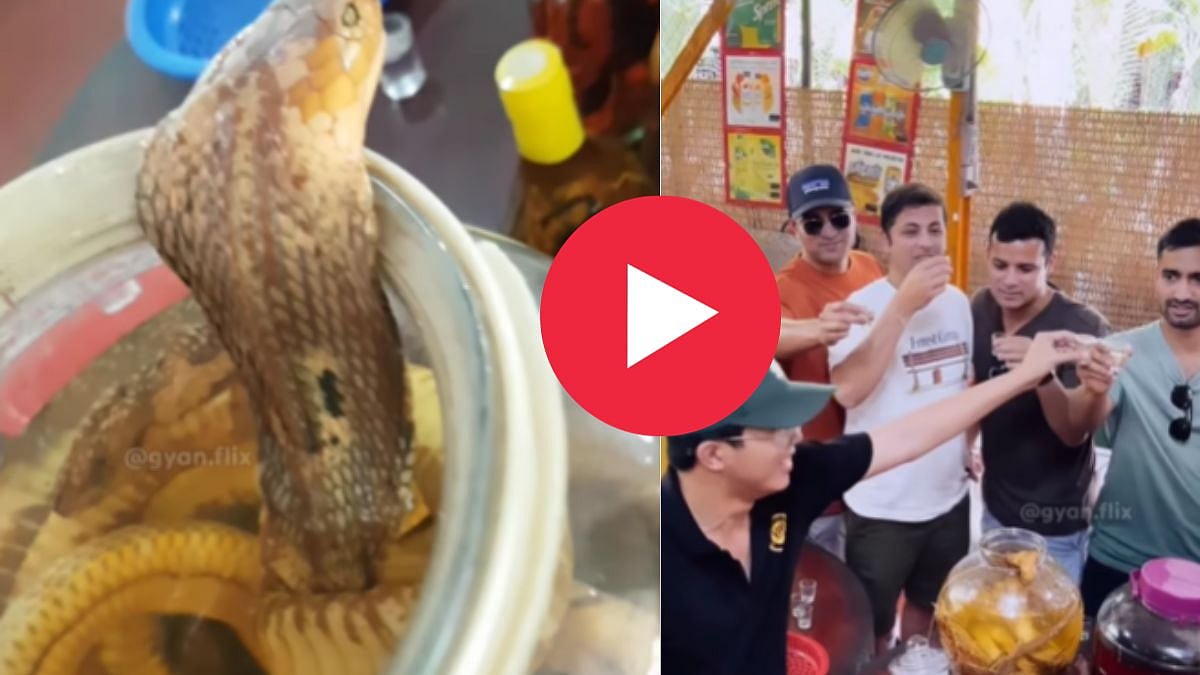 Snake Wine Viral Video: हद्दच झाली राव! तरुणानं प्यायली चक्क स्नेक वाइन ...
