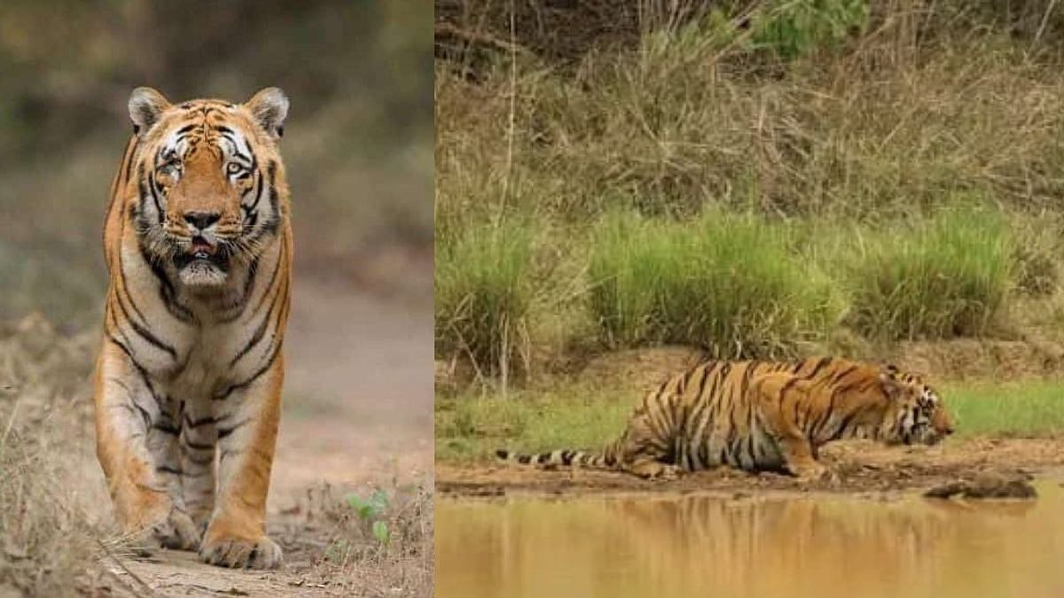 Oldest Tiger Of Maharashtra Latest News | महाराष्ट्रातील सर्वात ...