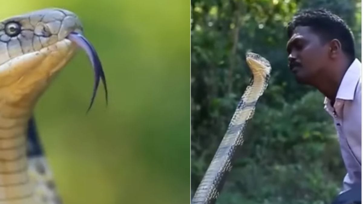 Snake Kiss Viral Video | किंग कोब्राला केलं किस