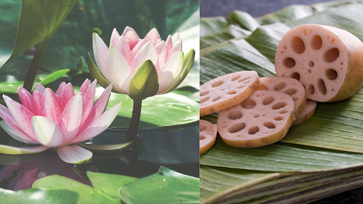 Lotus Stem Benefits | ऋतूमानानुसार प्रत्येक फुलाचे वैशिष्ठ् आणि सौंदर्य ...