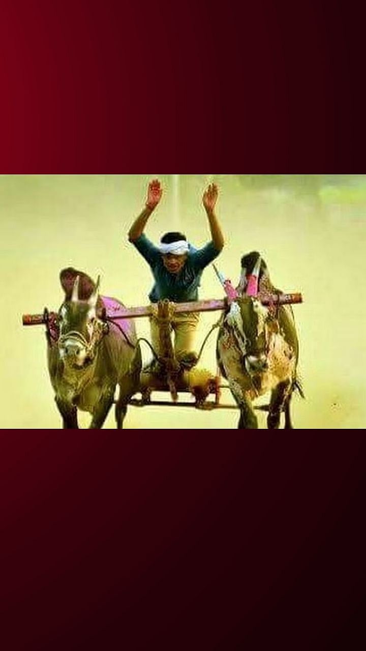 १२ वर्षांच्या कायदेशीर लढ्यानंतर बैलगाडा शर्यतींचा मार्ग अखेर मोकळा ...