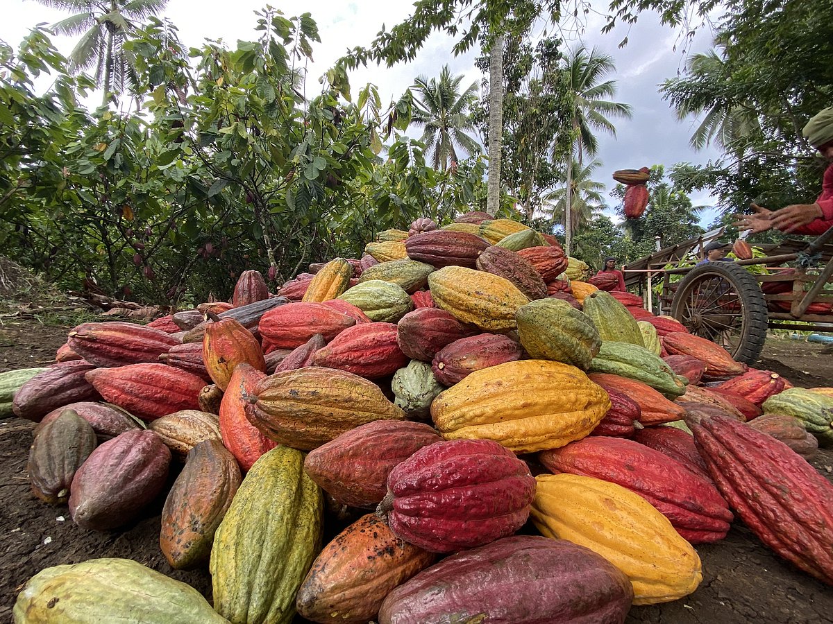 Cacao Culture: Championing sustainable cacao farming in Davao