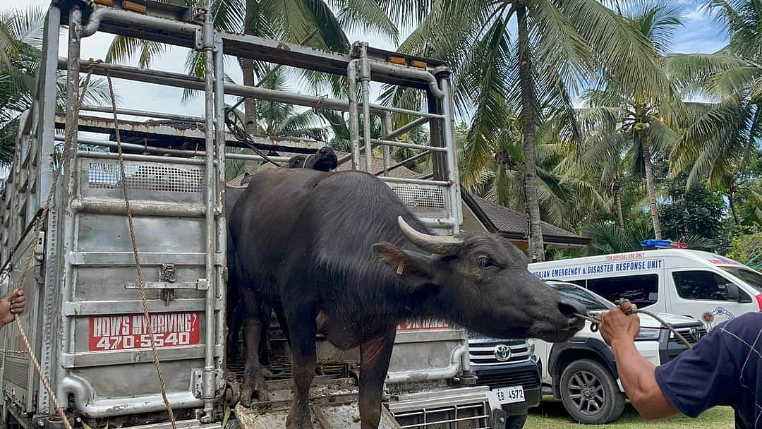 Use of artificial insemination to bolster population of dairy carabaos