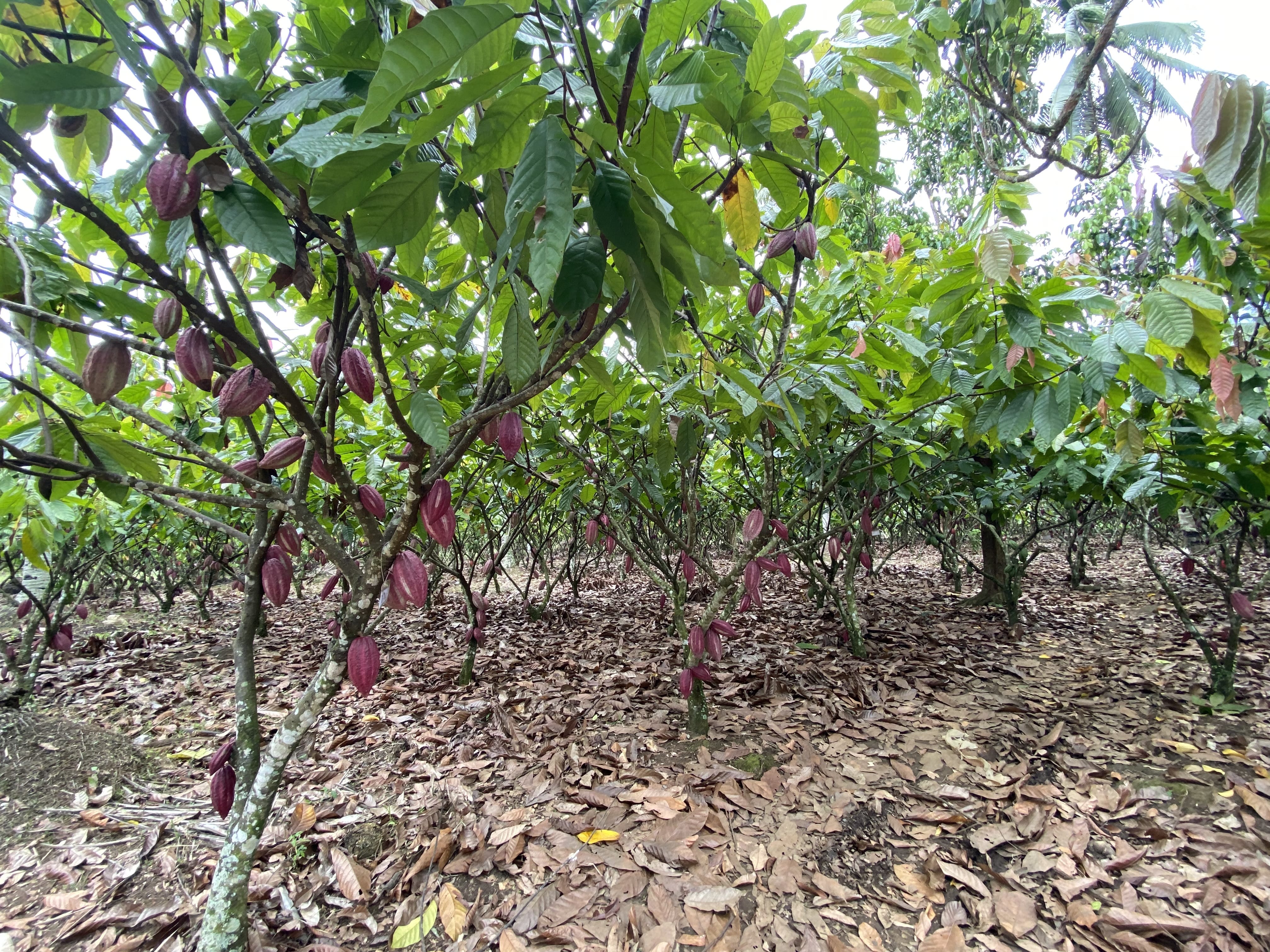 Cacao Culture: Championing sustainable cacao farming in Davao