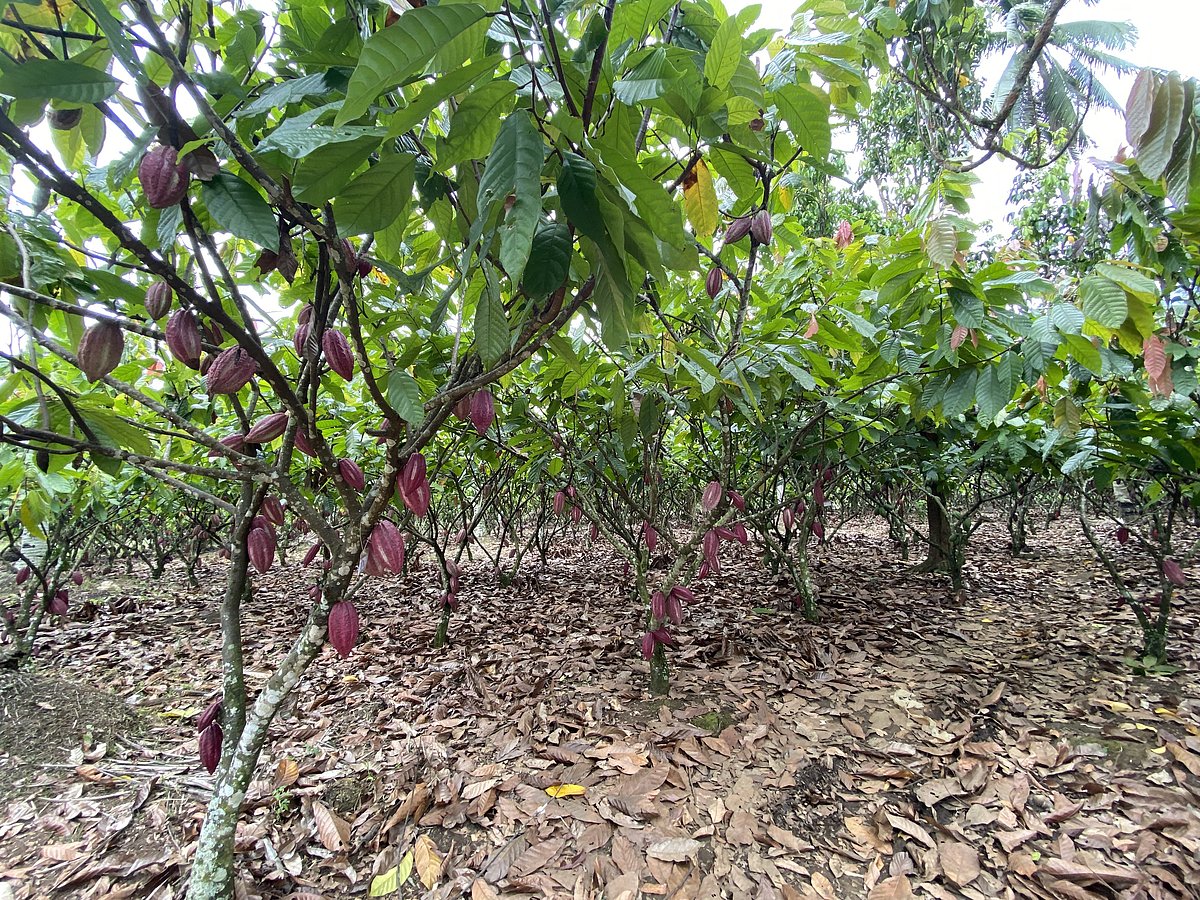 Cacao Culture: Championing sustainable cacao farming in Davao