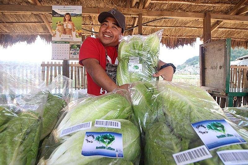 Diversification to address vegetable oversupply