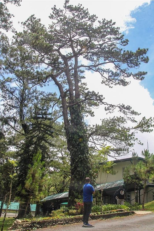Baguio’s oldest tree known