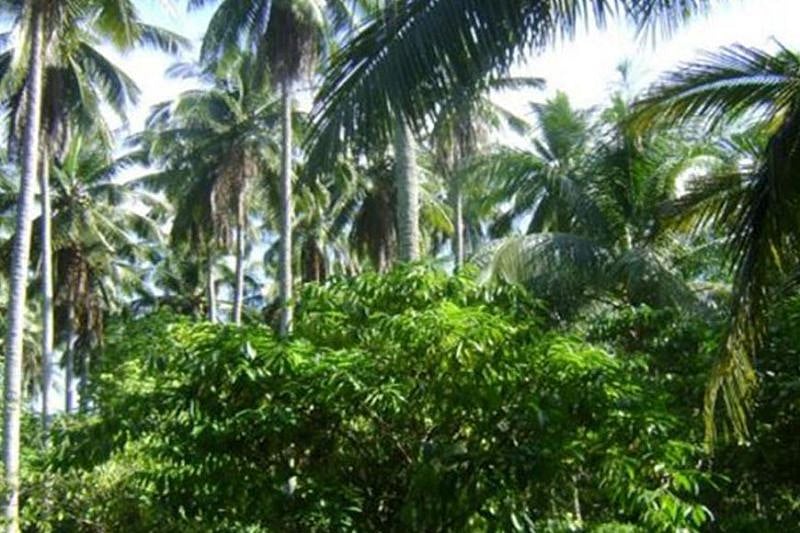 Intercropping with coconut