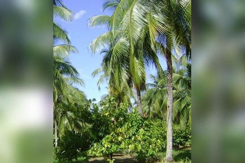Intercropping with coconut