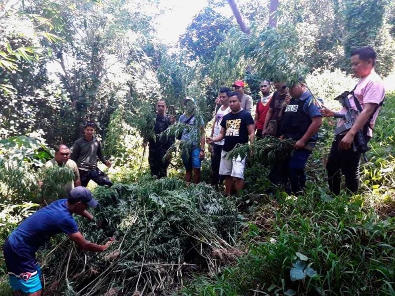 941 ka punoan sa marijuana gipang-ibot sa kapulisan