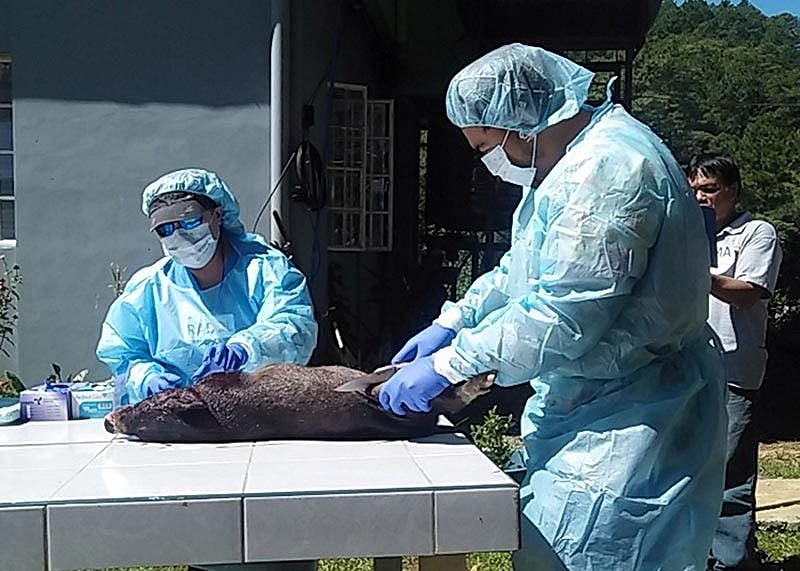 Benguet readies contingency plans vs African Swine Fever