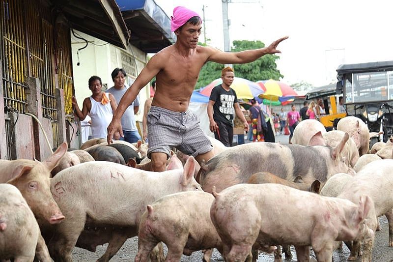 Agriculture department supports permanent ban on backyard hog raising in Davao Occidental