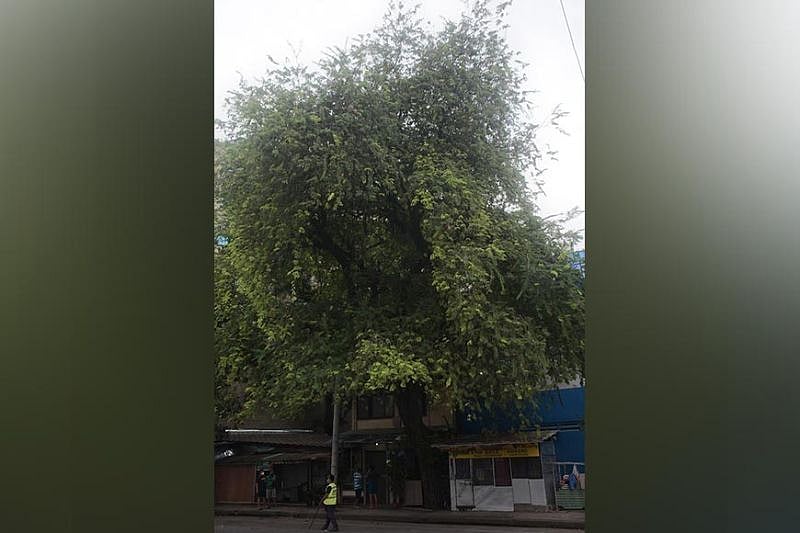Davao’s heritage trees