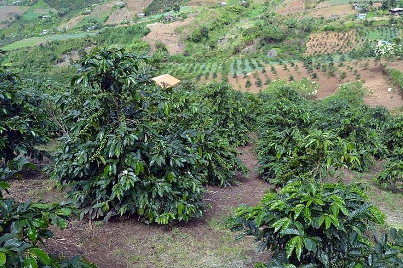 Davao coffee beginning to rise in coffee scene (Part 1)