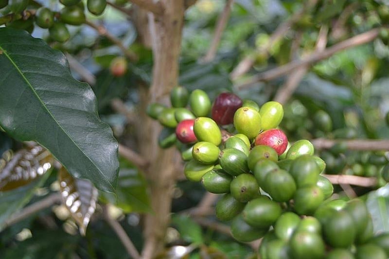 Davao coffee beginning to rise in coffee scene (Part 1)