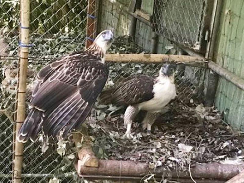 Kadayawan 2021 winners