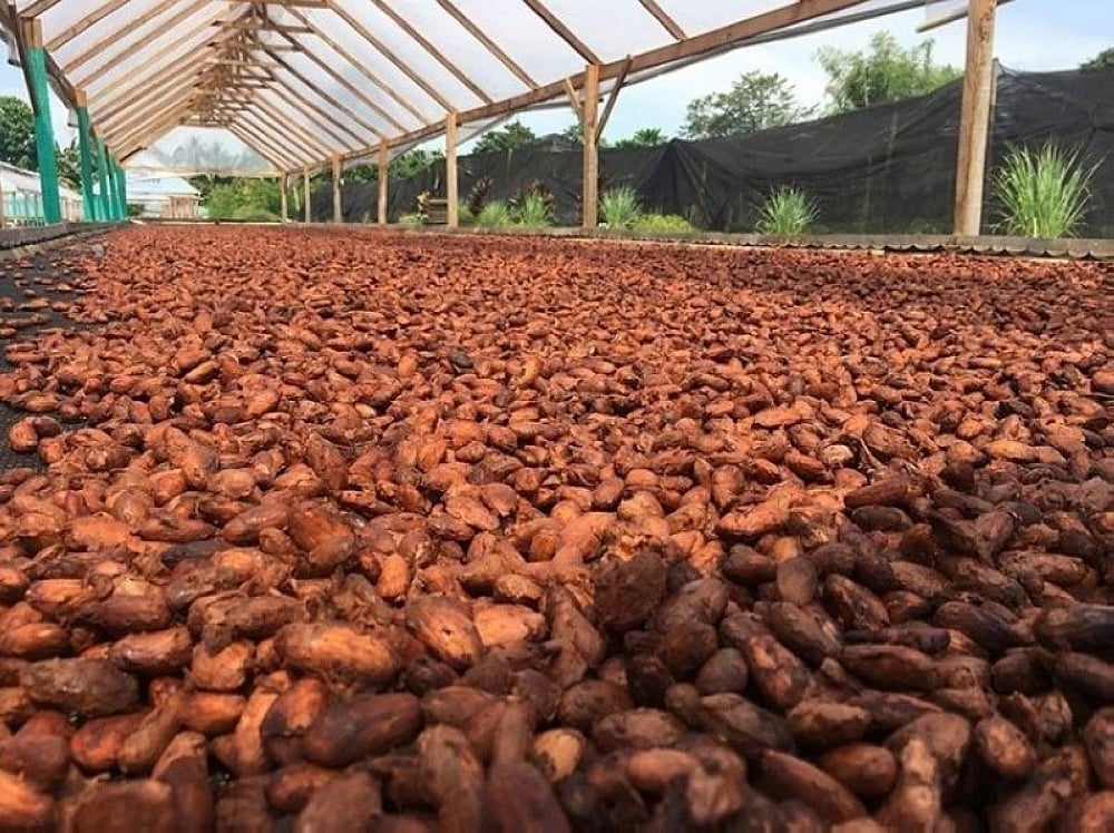 PH Cacao Industry eyes to triple cacao production by 2026