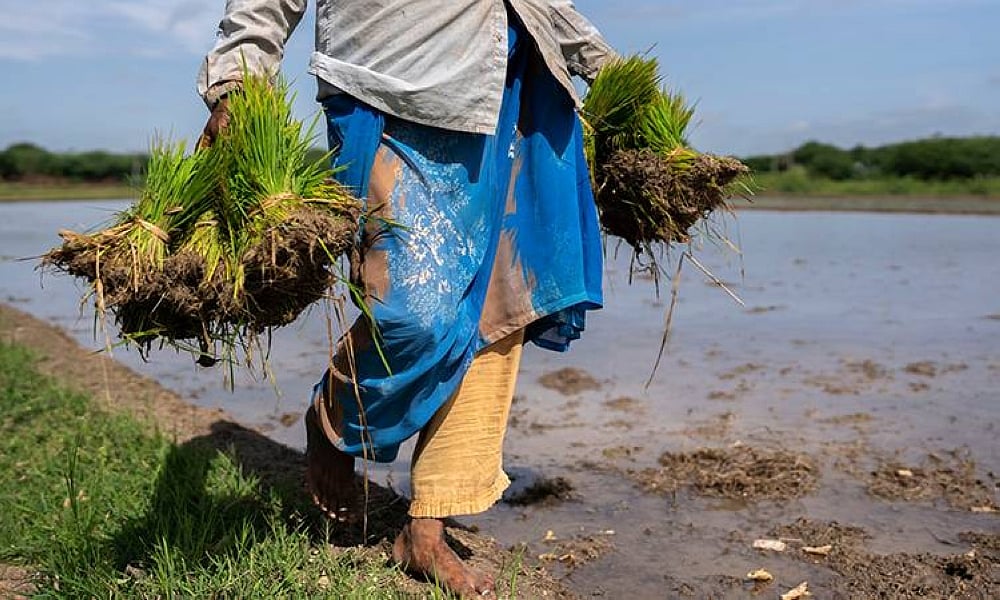 Rice shortage is sending prices soaring across the world