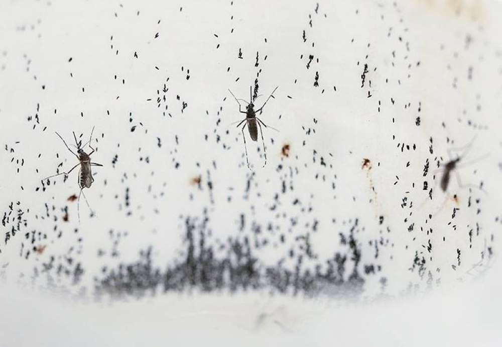 Mosquitoes, long the enemy, are now bred to help prevent the spread of ...