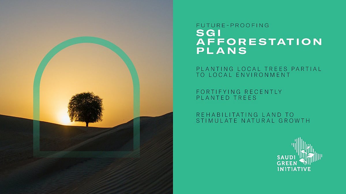 Saudi Arabia Starts Implementation Phase of Afforestation Plan