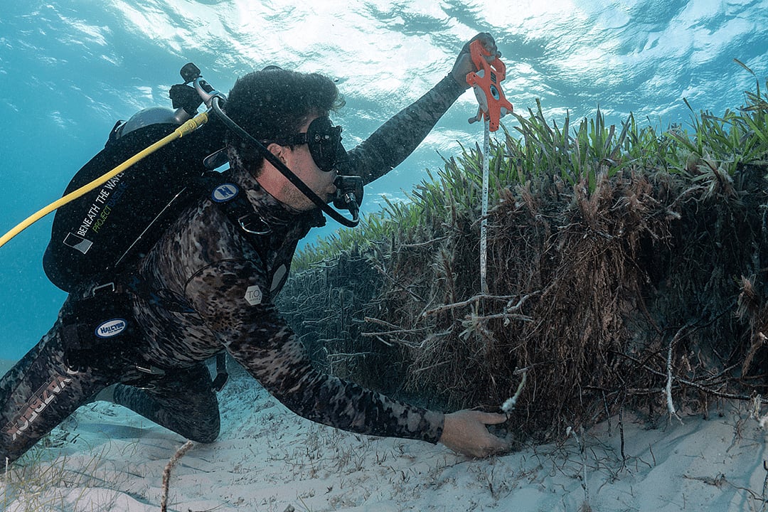Tiger Sharks Lead Scientists to the World’s Largest Seagrass Ecosystem
