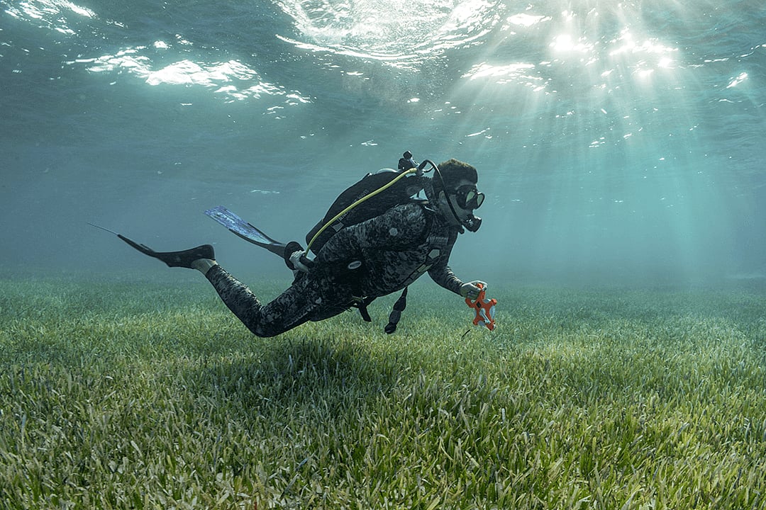 Tiger Sharks Lead Scientists to the World’s Largest Seagrass Ecosystem