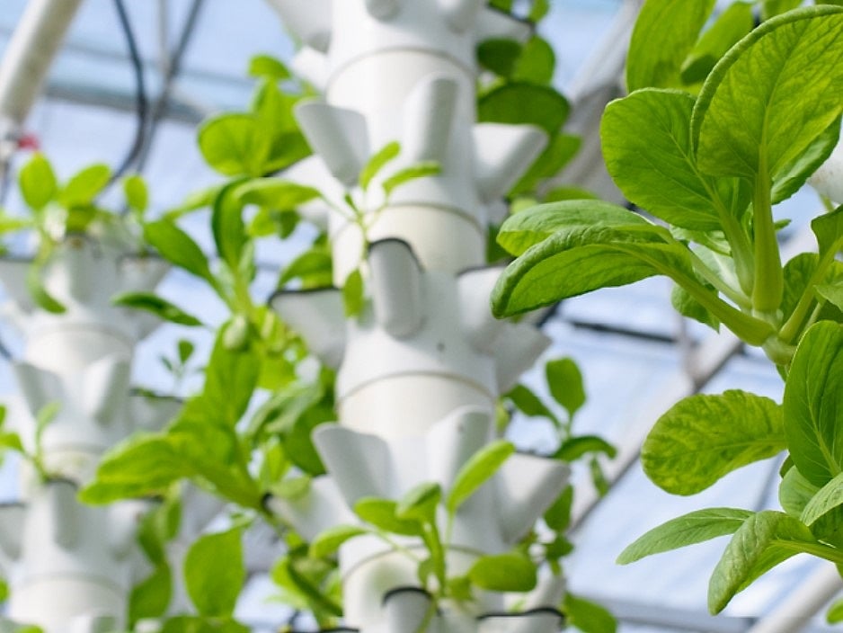 ADQ’s AgTech Park Begins Sustainable Agriculture Journey with Vertical ...