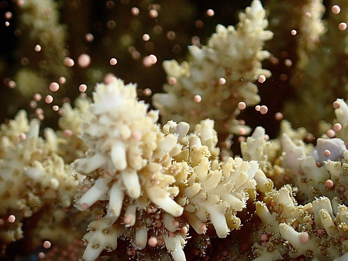 KAUST Reefscape Restoration Initiative Observes Coral Spawning at NEOM ...