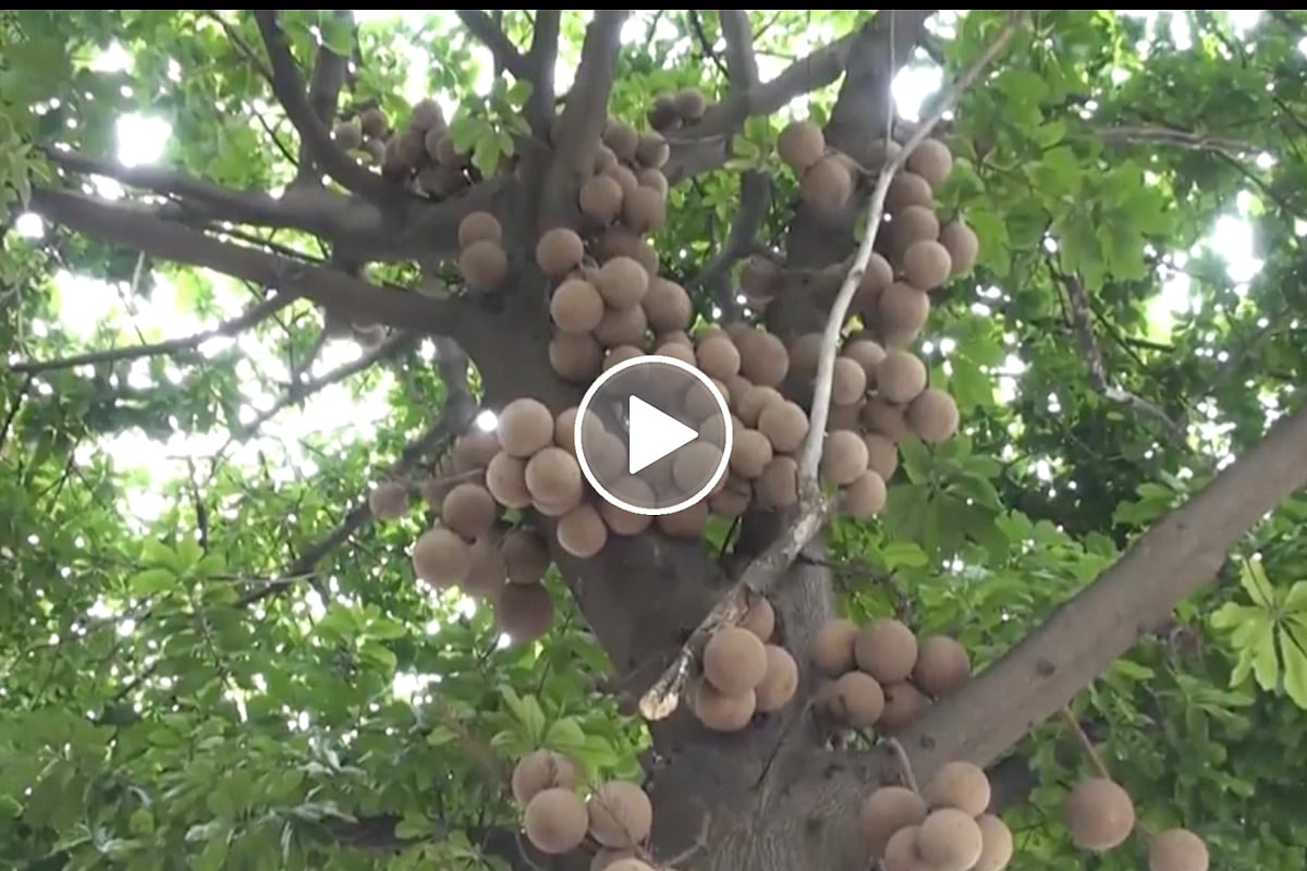 Nagalinga Pushpa Tree: The Guardian Tree