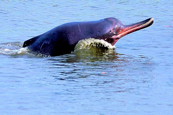 Conserving Endangered Gangetic Dolphins: India’s First Dolphin Research ...
