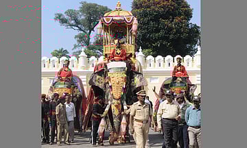 A Penance Of 16 Years: How Arjuna The Mysuru Ambari Elephant Came Back ...