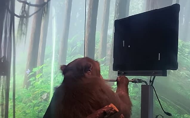 Watch: Neuralink Chip Implanted Monkey Plays Ping-Pong With His Mind