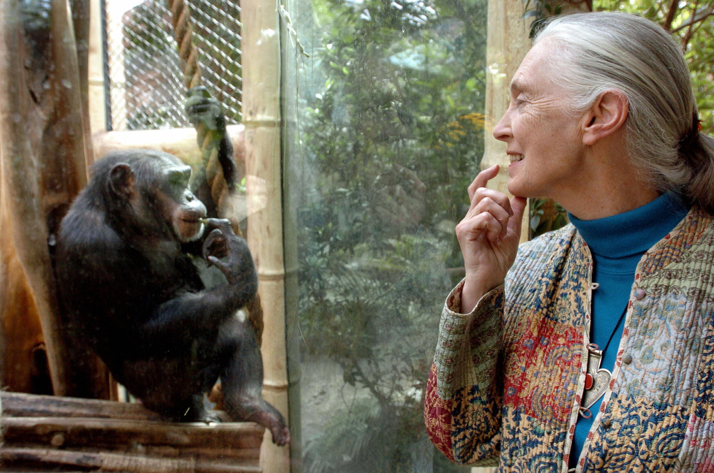 Are Chimps Evolving Their Own ‘Religion’?
