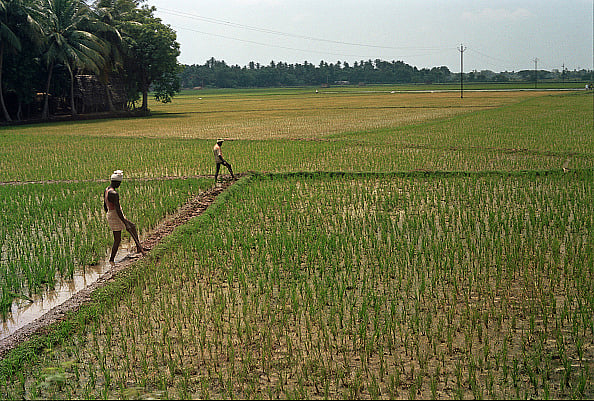 8 Charts To Understand India’s Poor Agriculture Productivity