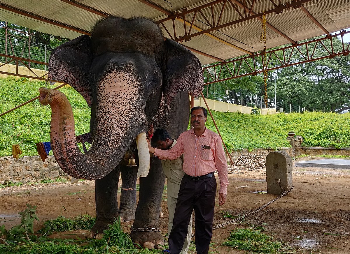 A Penance Of 16 Years: How Arjuna The Mysuru Ambari Elephant Came Back ...